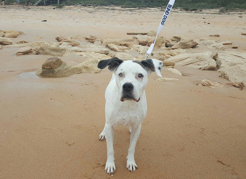 National Rescue Dog Day